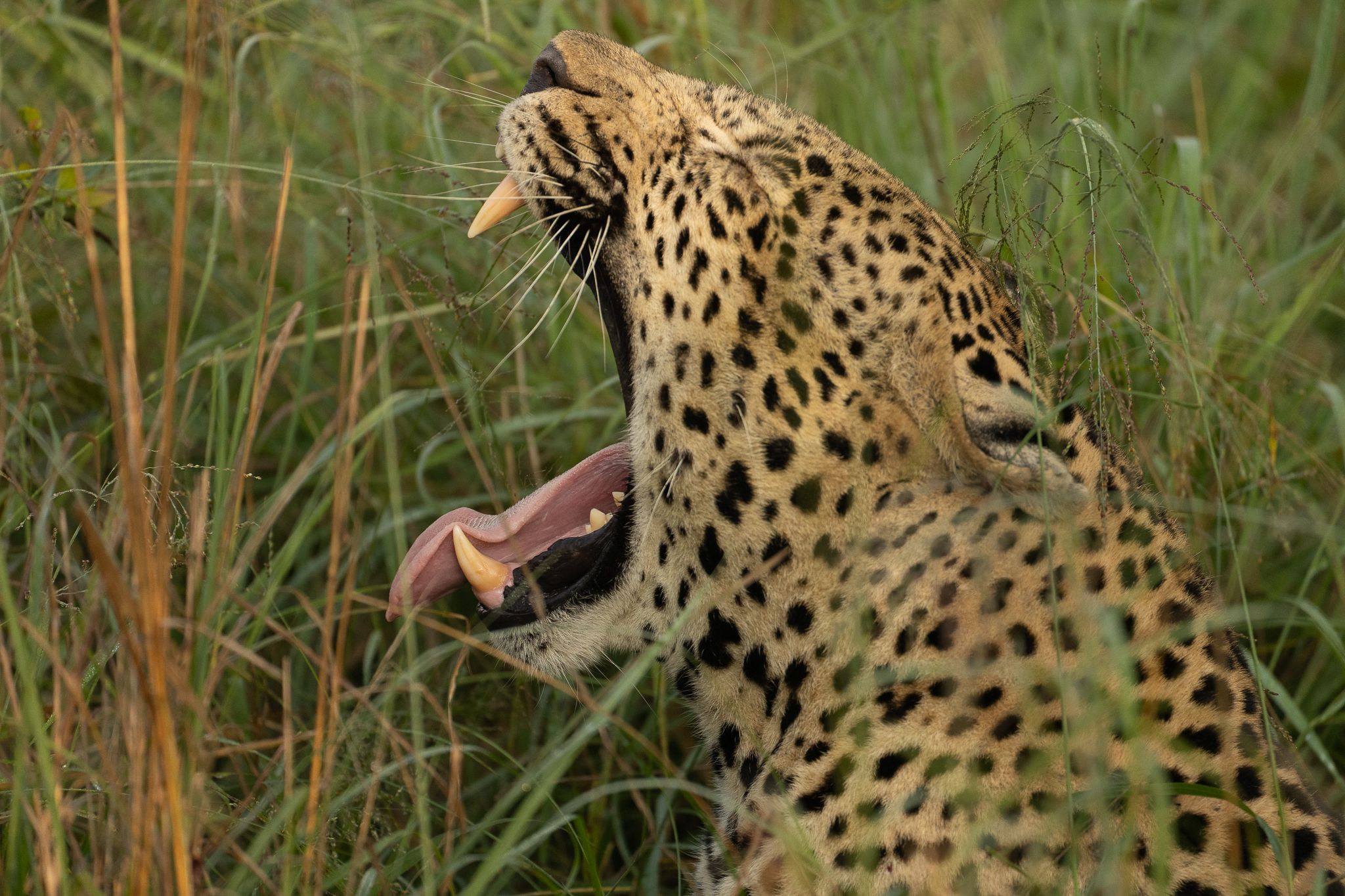 The White Sand "Beach of Beaches" - African Safari Consultants