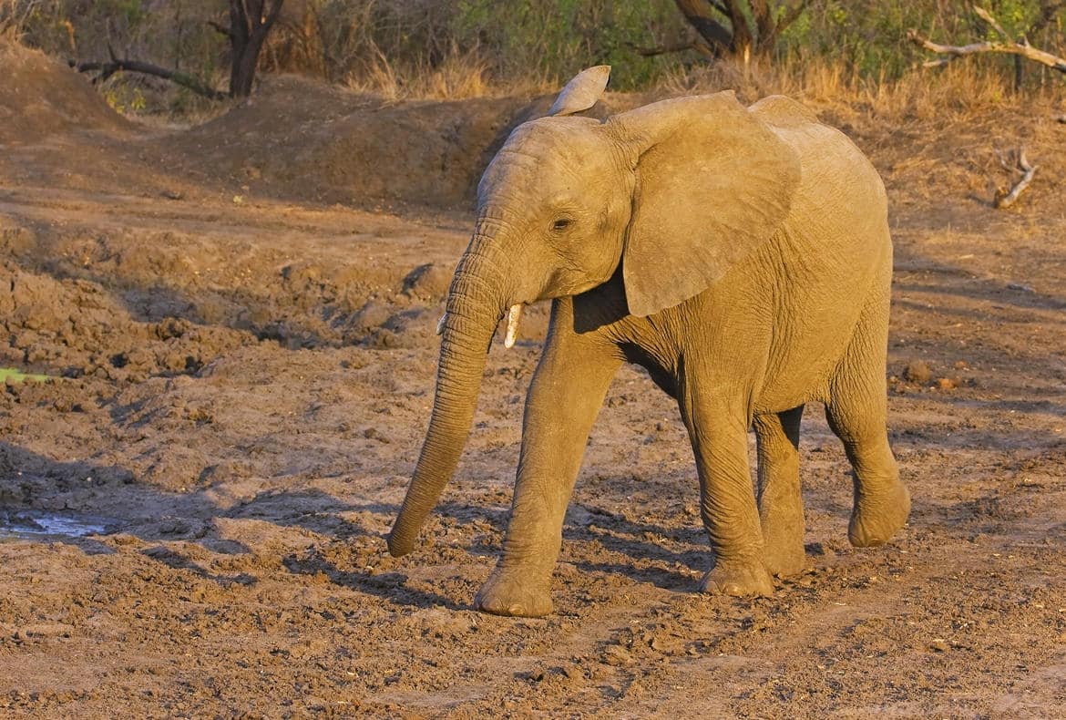 Rescuing a Five-Day Old Elephant Calf - African Safari Consultants
