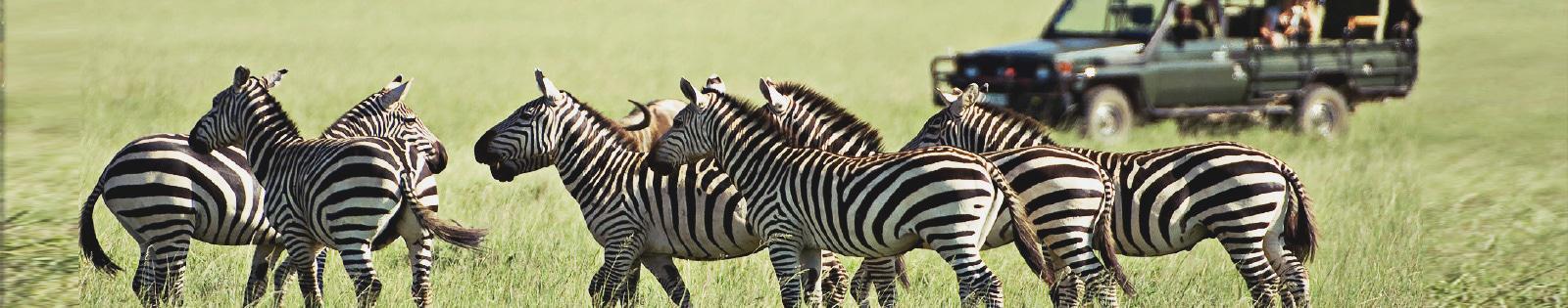 African Safari Tours - African Safari Consultants