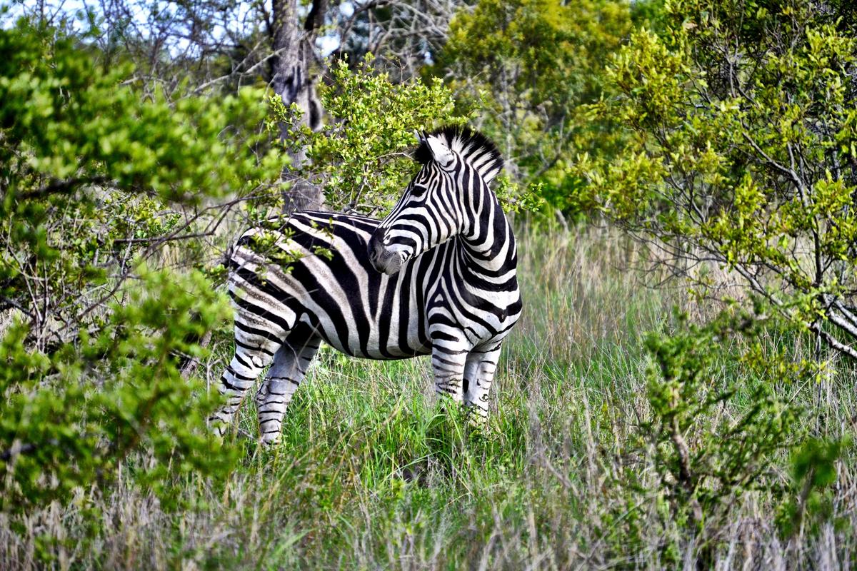 andBeyond Ngala Safari Lodge - African Safari Consultants