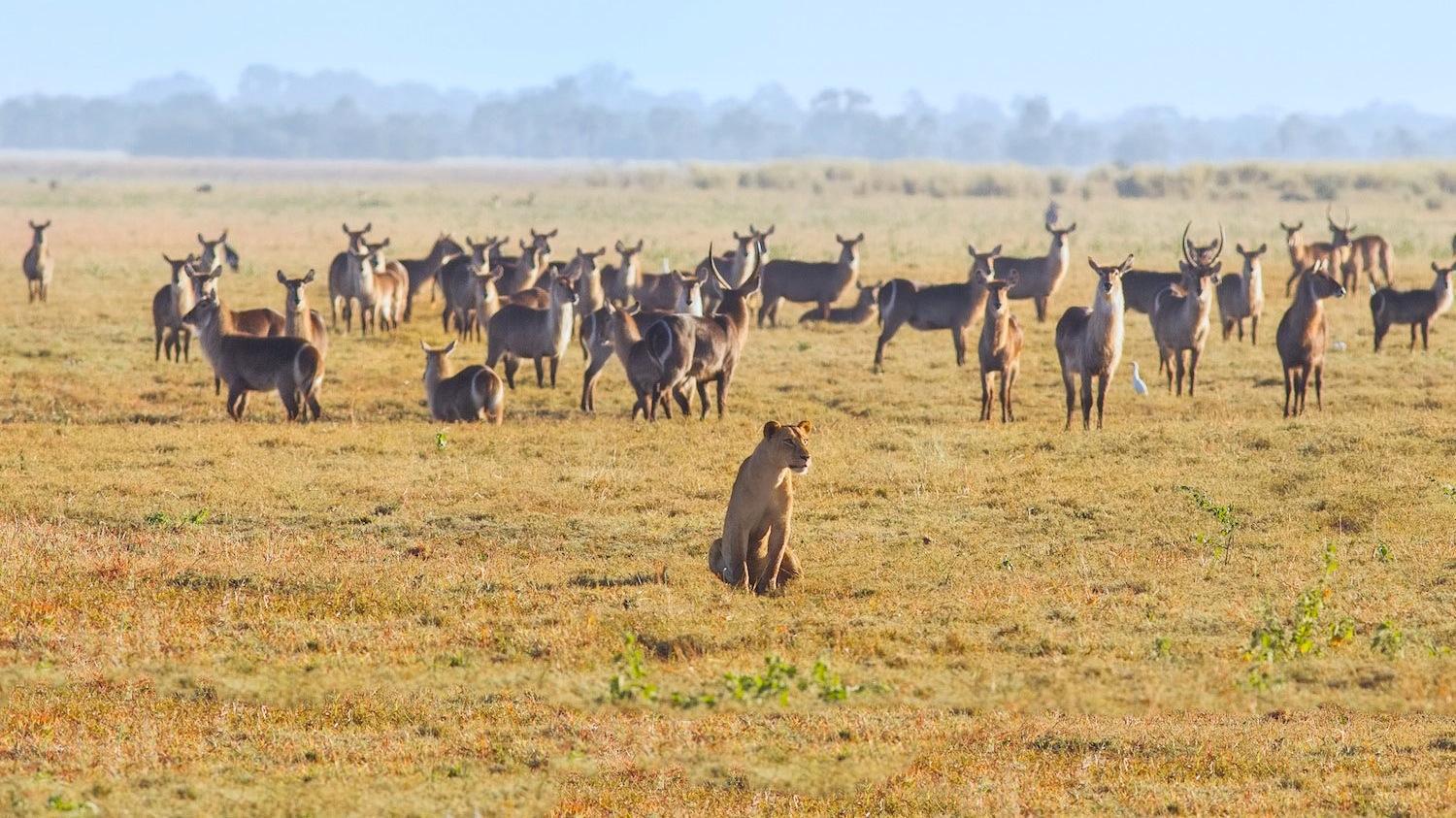 Mozambique - African Safari Consultants
